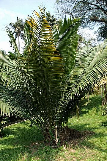 Phytelephas macrocarpa - Palmpedia - Palm Grower's Guide