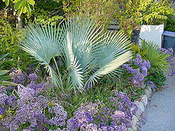Brahea decumbens - Palmpedia - Palm Grower's Guide