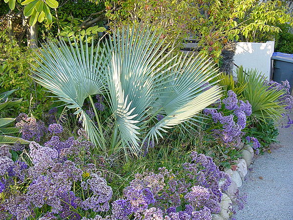 Brahea decumbens - Palmpedia - Palm Grower's Guide