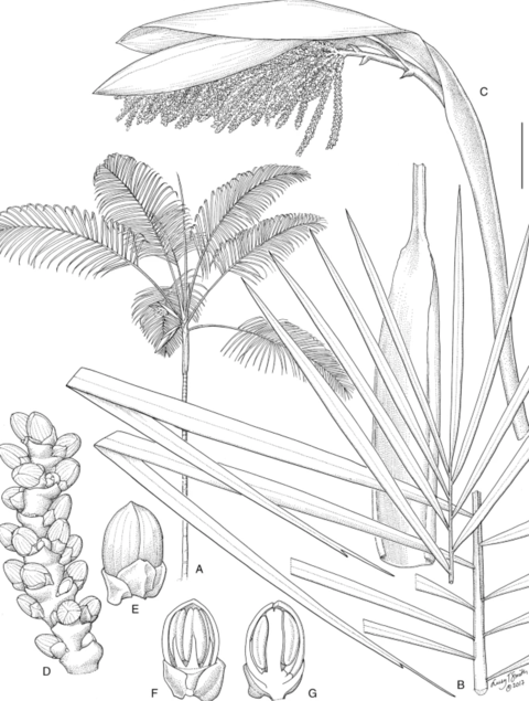 Chrysalidocarpus rabepierrei - Palmpedia - Palm Grower's Guide