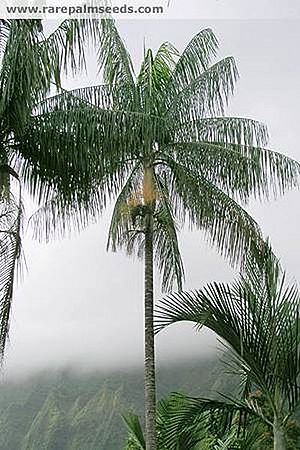 Hydriastele costata - Palmpedia - Palm Grower's Guide