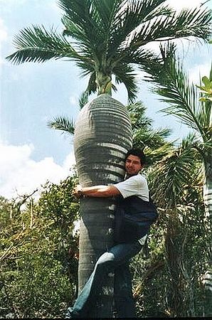 Pseudophoenix ekmanii - Palmpedia - Palm Grower's Guide