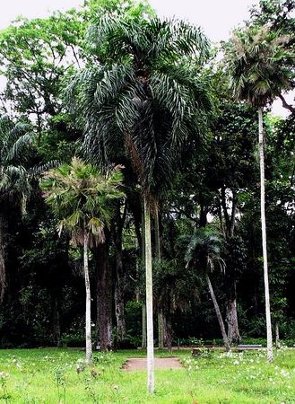 Syagrus pseudococos - Palmpedia - Palm Grower's Guide