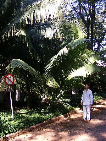 Phytelephas macrocarpa - Palmpedia - Palm Grower's Guide