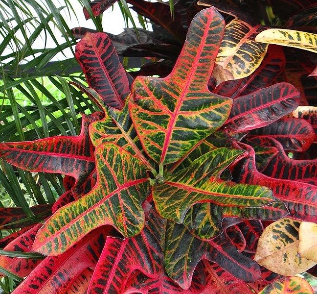 EXCELLENT - Palmpedia - Palm Grower's Guide