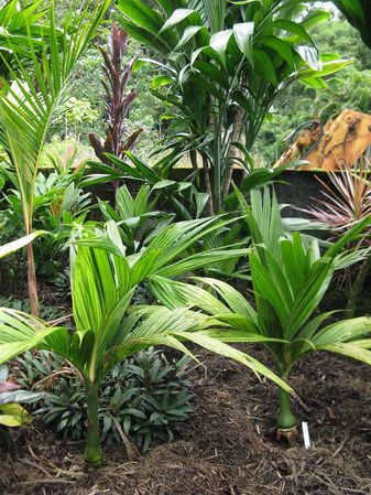 Areca caliso - Palmpedia - Palm Grower's Guide