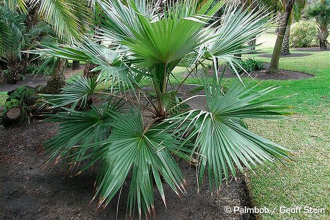Brahea pimo - Palmpedia - Palm Grower's Guide