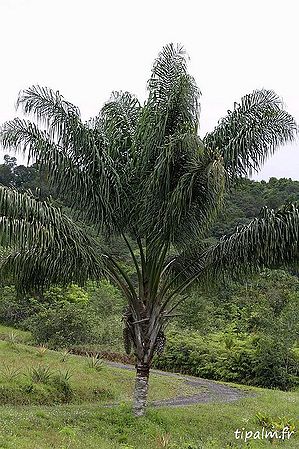 Attalea maripa - Palmpedia - Palm Grower's Guide