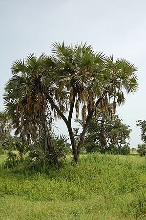 Hyphaene thebaica - Palmpedia - Palm Grower's Guide