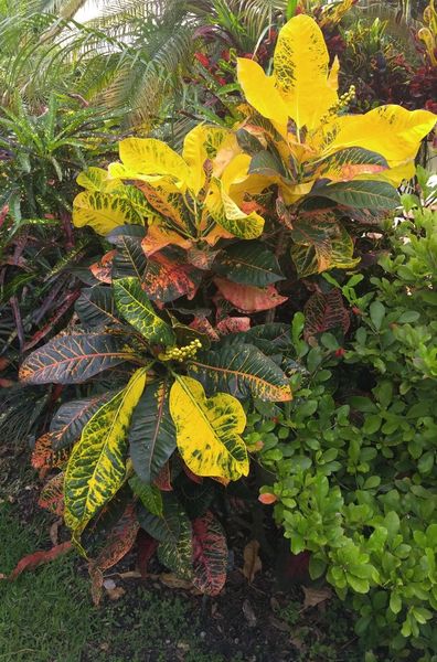 MACKENZIE - Palmpedia - Palm Grower's Guide