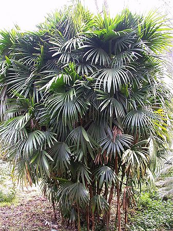 Rhapis humilis - Palmpedia - Palm Grower's Guide