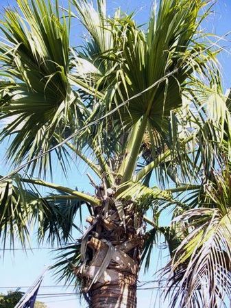 Sabal maritima - Palmpedia - Palm Grower's Guide