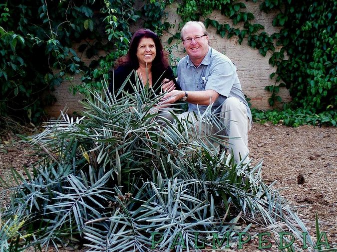 Syagrus microphylla - Palmpedia - Palm Grower's Guide