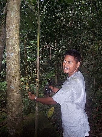 Balaka samoensis - Palmpedia - Palm Grower's Guide