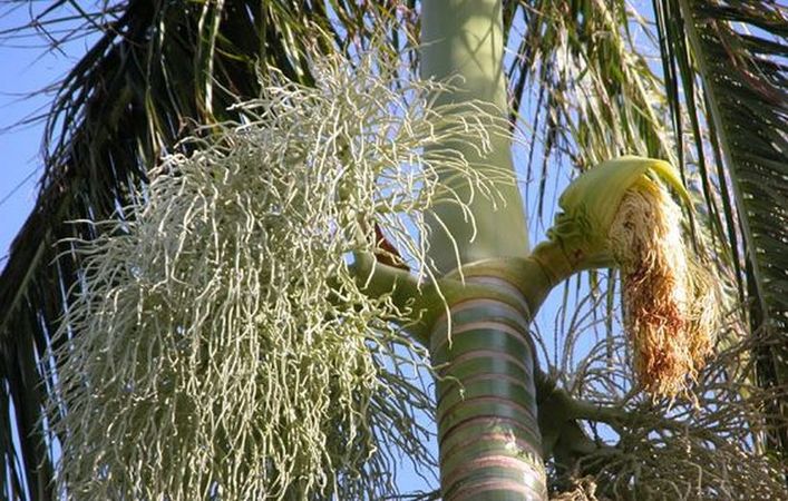Bentinckia nicobarica - Palmpedia - Palm Grower's Guide