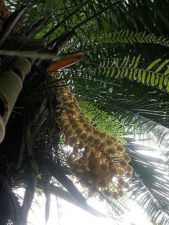 Phytelephas aequatorialis - Palmpedia - Palm Grower's Guide