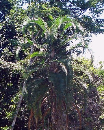 Syagrus botryophora - Palmpedia - Palm Grower's Guide
