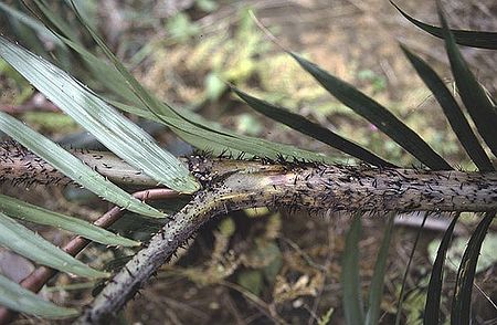 Oncocalamus tuleyi - Palmpedia - Palm Grower's Guide