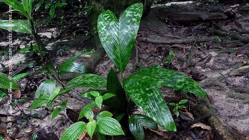 Pinanga disticha - Palmpedia - Palm Grower's Guide