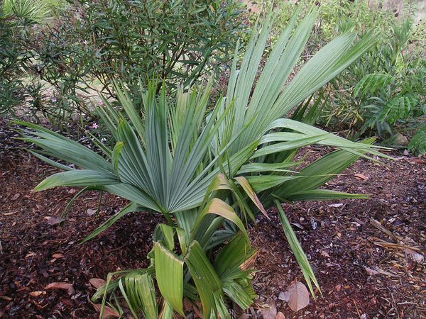 Sabal yapa - Palmpedia - Palm Grower's Guide