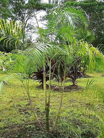 Chrysalidocarpus onilahensis - Palmpedia - Palm Grower's Guide