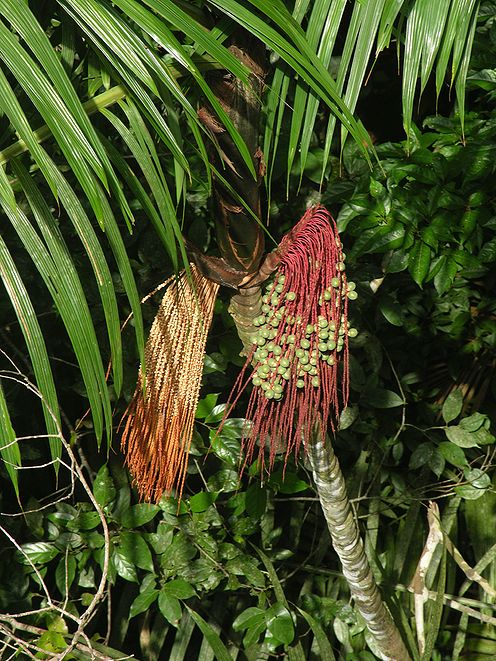 Oenocarpus mapora - Palmpedia - Palm Grower's Guide