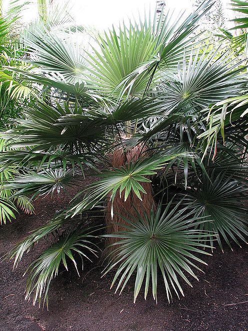 Coccothrinax crinita - Palmpedia - Palm Grower's Guide