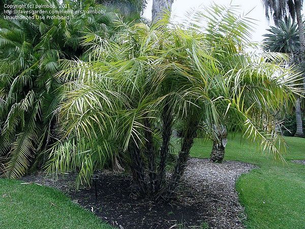 Phoenix paludosa - Palmpedia - Palm Grower's Guide