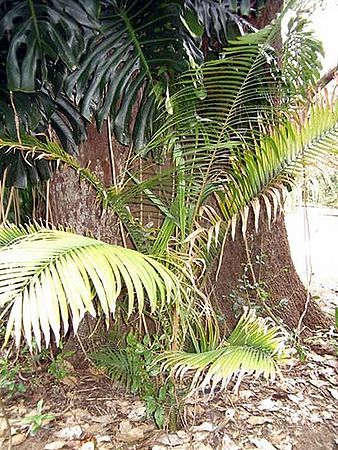 Daemonorops angustifolia - Palmpedia - Palm Grower's Guide