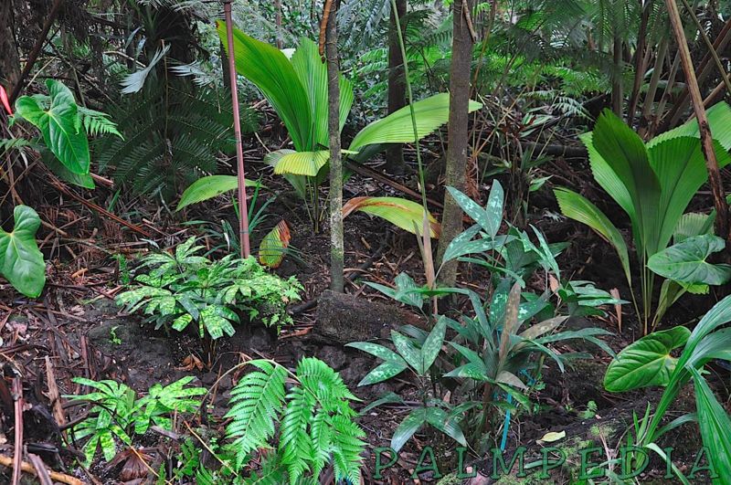 PLANTING - HAWAIIAN STYLE - Palmpedia - Palm Grower's Guide