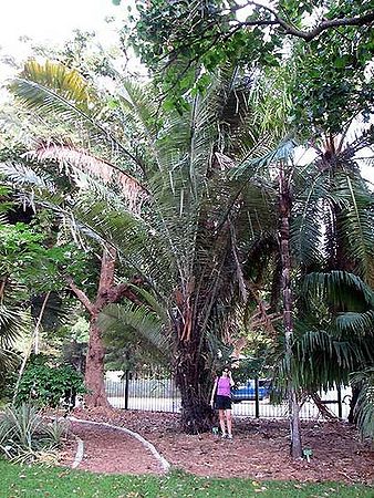 Astrocaryum murumuru - Palmpedia - Palm Grower's Guide