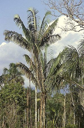 Oenocarpus bataua - Palmpedia - Palm Grower's Guide