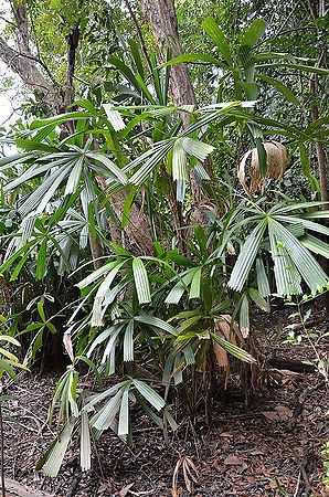 Licuala paludosa - Palmpedia - Palm Grower's Guide
