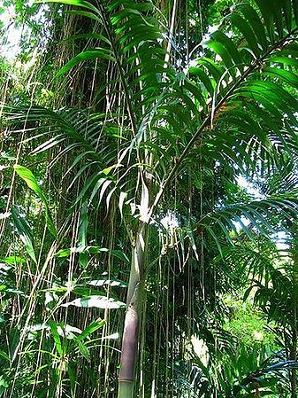 Pinanga insignis - Palmpedia - Palm Grower's Guide