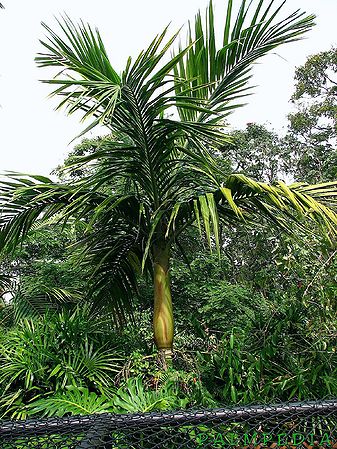 Pinanga speciosa - Palmpedia - Palm Grower's Guide