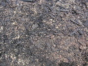 A Primer On Germinating Palm Seeds - Palmpedia - Palm Grower's Guide