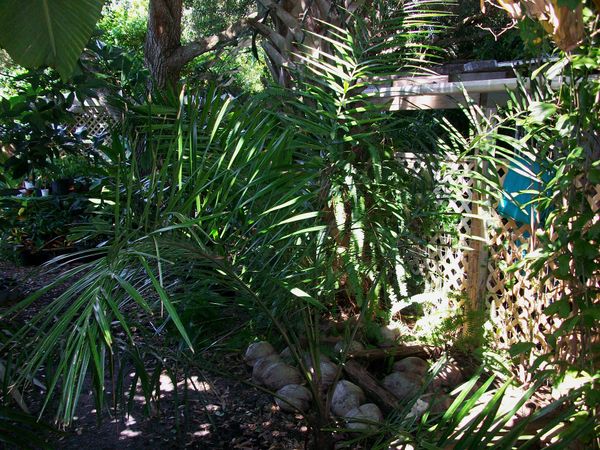 Syagrus pseudococos - Palmpedia - Palm Grower's Guide