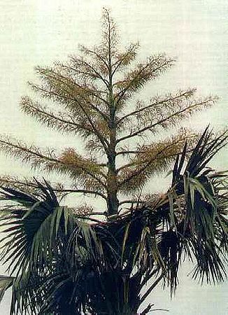 Corypha lecomtei - Palmpedia - Palm Grower's Guide
