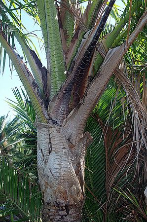 Metroxylon sagu - Palmpedia - Palm Grower's Guide