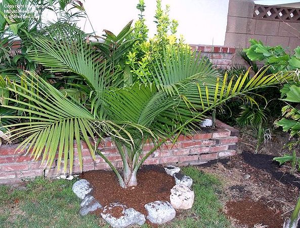 Ravenea rivularis - Palmpedia - Palm Grower's Guide