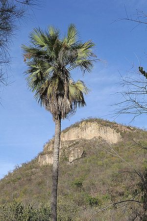 Brahea aculeata - Palmpedia - Palm Grower's Guide