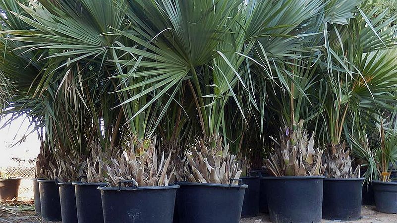 Sabal maritima - Palmpedia - Palm Grower's Guide