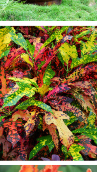 GRENADA - Palmpedia - Palm Grower's Guide