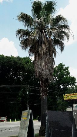 Washingtonia filibusta - Palmpedia - Palm Grower's Guide