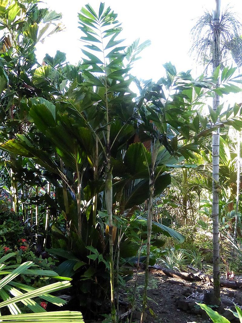 Ptychosperma waitianum - Palmpedia - Palm Grower's Guide