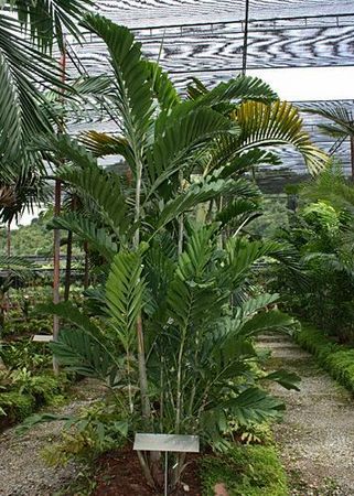Ptychosperma schefferi - Palmpedia - Palm Grower's Guide