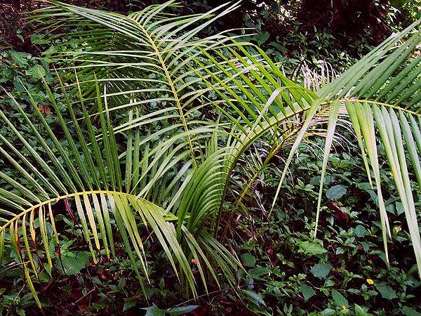 Raphia taedigera - Palmpedia - Palm Grower's Guide