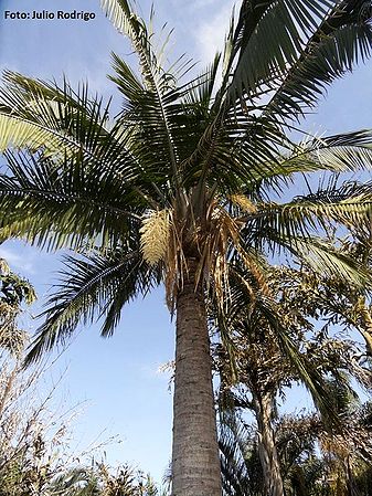 Ravenea madagascariensis - Palmpedia - Palm Grower's Guide