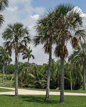Sabal yapa - Palmpedia - Palm Grower's Guide