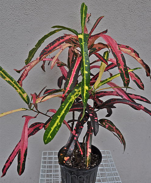 TIE DYE - Palmpedia - Palm Grower's Guide